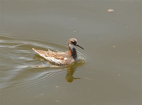 Red Necked Phalarope Audubon Field Guide