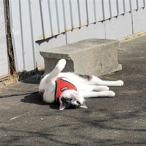 でく太 On Twitter 猫様日向ぼっこ監視員の業務遂行中。紐は杭などに繋がっておらずフリーな状態。何故かカメラ目線。