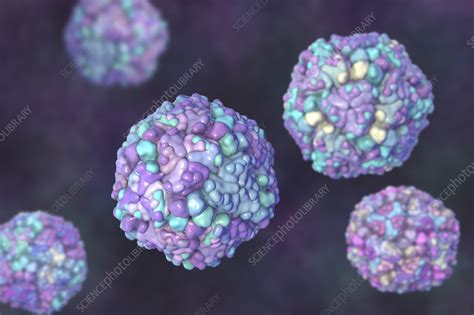 Echo Viruses Illustration Stock Image F0405055 Science Photo