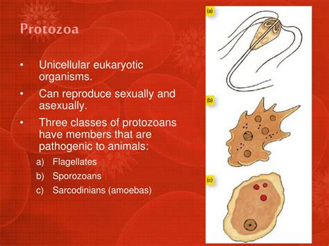 Ppt Types Of Pathogens Powerpoint Presentation Free Download Id