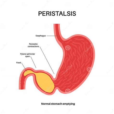 Peristalsis Movement Poster Stock Illustration Illustration Of Pyloric System 287086814
