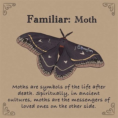 What A Moth Symbolizes Meaning Spiritual Insights And Cultural