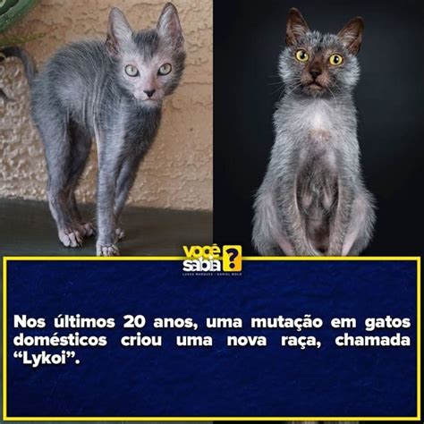 Nos últimos 20 Anos Uma Mutação Em Gatos Domésticos Criou Uma Nova