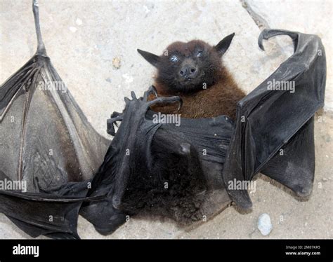 Indian Flying Fox Pteropus Medius Formerly Pteropus Giganteus Died