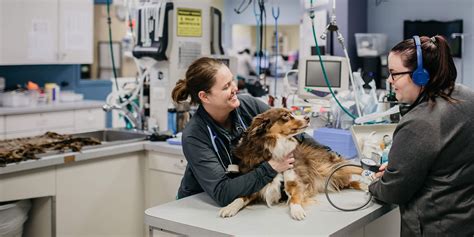 Veterinary Medical Room
