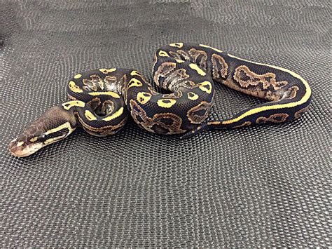 Morph List World Of Ball Pythons