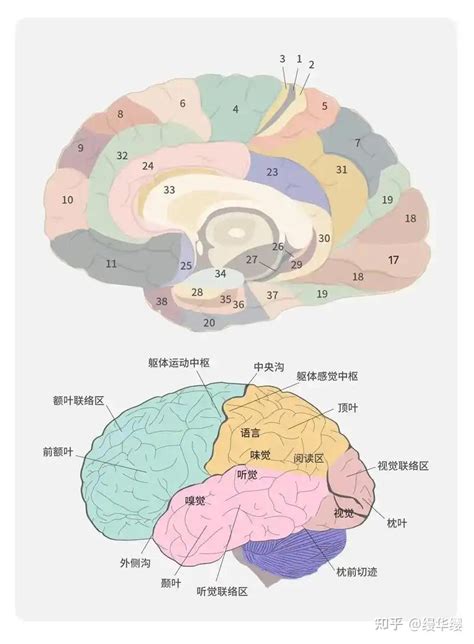 脑功能的各种学说 知乎