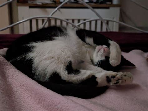 Same Cat Same R Migraine