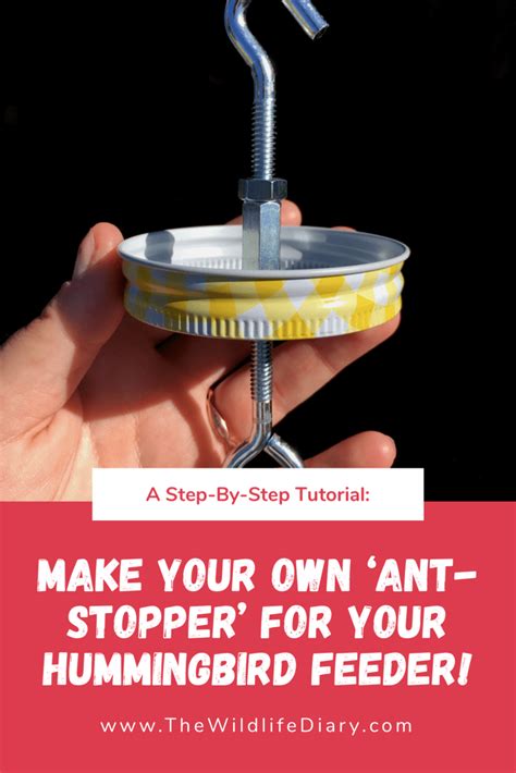 Diy Ant Stopper For Hummingbird Feeders The Wildlife Diary