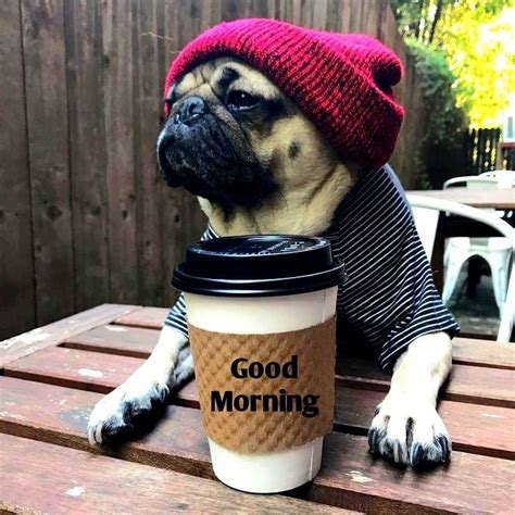 Pin By P S P On Good Morning Pug Puppies Cute Pug Puppies Cute Pugs