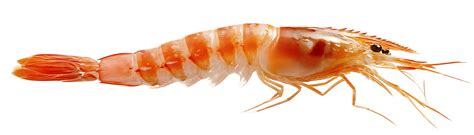 Camaron Png Para Descargar Gratis