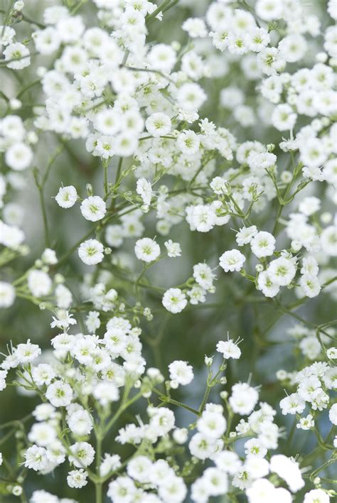 Gypsophila Paniculata Gipskruid Bloemenpark Appeltern
