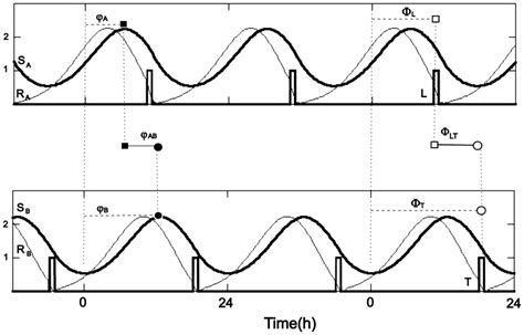 Schematic Representation Of The Dynamics Of Oscillators And