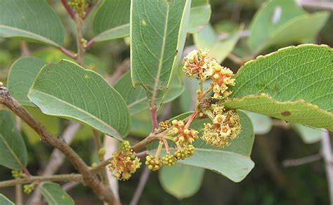 Ichimaru Pharcos Unwraps Plant Derived Veganproteoglycan Foreverest Resources Ltd