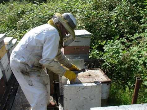 Beekeeping Class Series Offered At Uhmc Maui Now