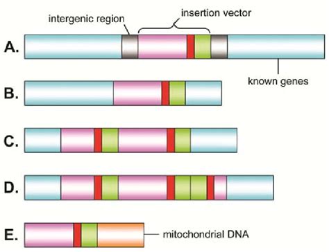 7 Schematics Of Insertion Mutations Identified In This Study Gray