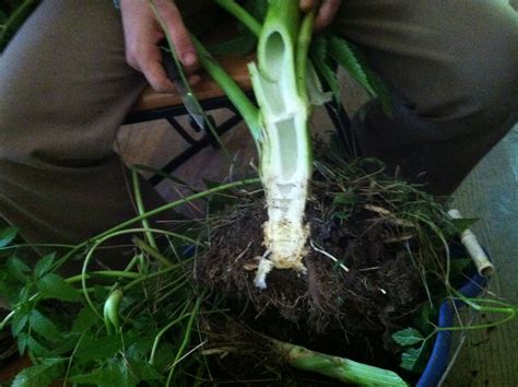 Poisonous Plants Into The Woods