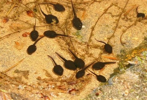 Bullfrog Tadpoles To Frogs A Remarkable Transformation