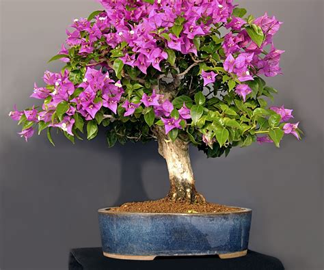 How To Grow Bougainvillea Bonsai Trees Expert Garden Advice Homes