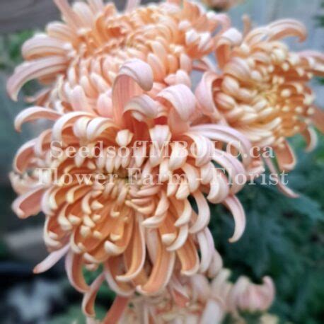 Chrysanthemum River City Seeds Of Imbolc