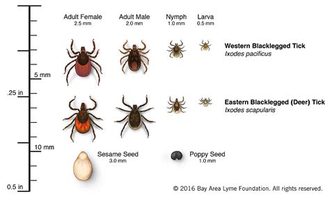 First Aid For Tick Bites California Center For Functional Medicine