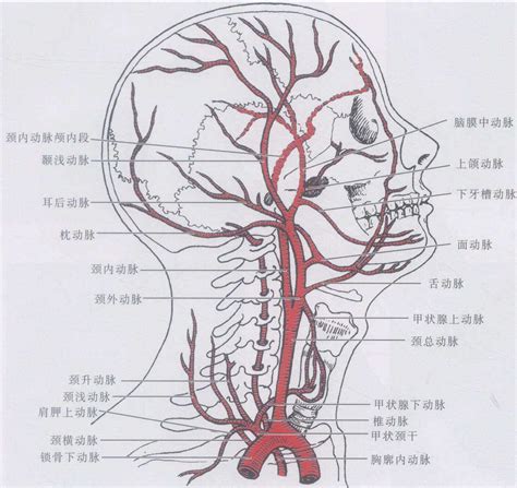 图3 1 14 头颈部动脉示意图 人体解剖学与组织生理病理学