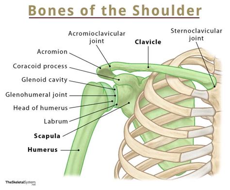 Shoulder Bones Anatomy And Common Problems Pgulx