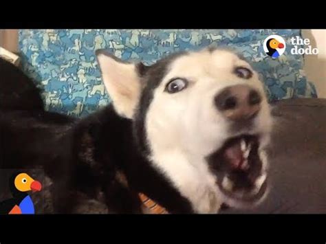 Angry Husky Meme