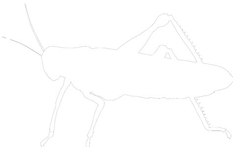 Grasshopper Template