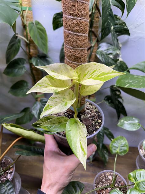 High Variegation Neon Pothos Rpothos