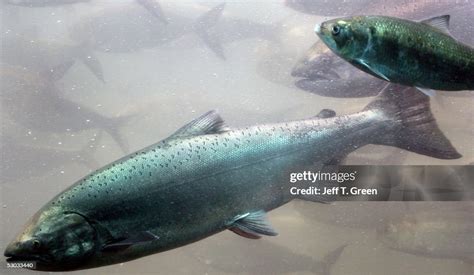 A Chinook Salmon Along With A School Of Shad Pass Through The News