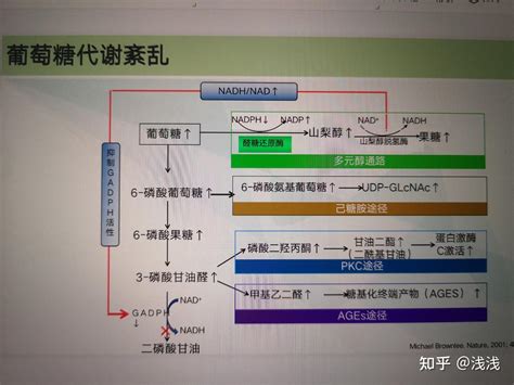 有没有大神可以给我介绍一下葡萄糖代谢中的多元醇通路的具体过程？ 知乎