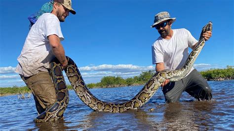 Floridas Burmese Python Population Explodes And Usgs Says Its Likely Impossible To