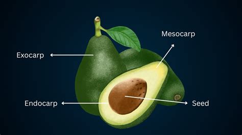 Fruit Anatomy Parts Of A Fruit Fruit Structure Biology Youtube
