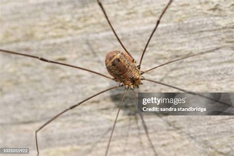 Long Legs Spider Photos And Premium High Res Pictures Getty Images