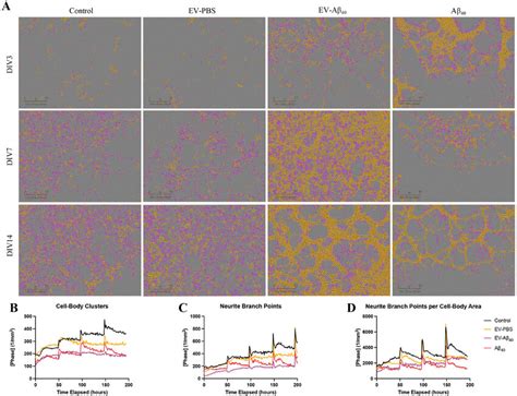 Ev Aβ40 Induce Aberrant Npc Differentiation A Incucyte Zoom Analysis