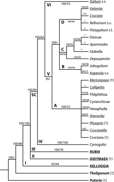 Paraphyly And Polyphyly In The Worldwide Tribe Rubieae Rubiaceae
