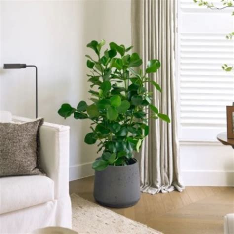 Están De Moda Las 4 Plantas De Rápido Crecimiento Que Son Ideales Para