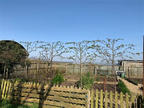 New Posts Wires And Now A Tight Rob Hodge Horticulture