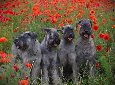Giant Schnauzer Progression Growth Chart Milestones And Training