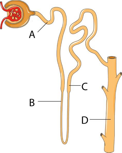 Homeostasis Ahl Grade Gorilla Ib Biology