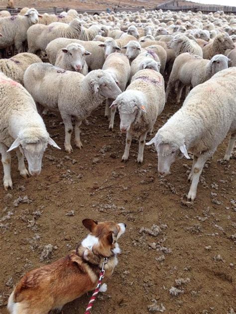 Corgi Herding Sheep