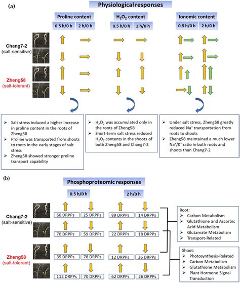 A Summary Of Differences In Physiology A And Phosphoproteomics B In Download Scientific