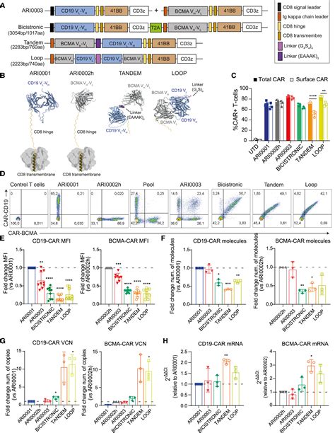 Ari0003 Co Transduced Cd19bcma Dual Targeting Car T Cells For The