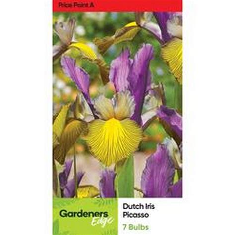 Gardeners Edge Dutch Iris Picasso Pack Of 7 Bronze And Light Purple Mitre10