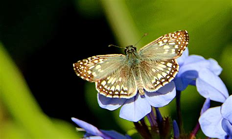 Tropical Checkered Skipper Retired In Costa Rica
