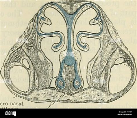 Middle Meatus