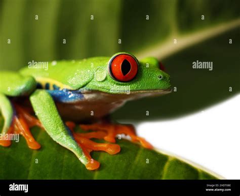 Red Eyed Tree Frog Joshs Frogs At Carolyn Wilson Blog