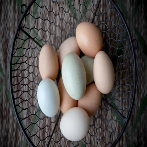 Egg And Chicken Tracking Object Detection Dataset And Pre Trained Model