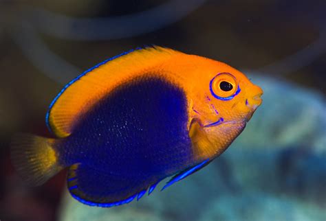 African Flameback Angelfish Successfully Captive Bred By Reef Culture
